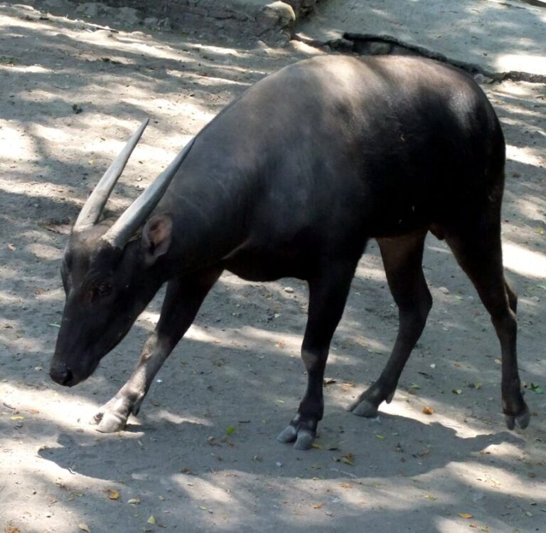 Mengenal Anoa, Sapi Kerdil Misterius dari Hutan Sulawesi